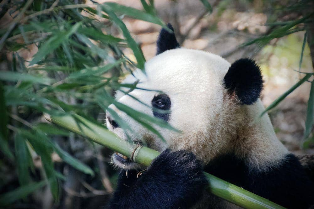 Bagaimana Panda Berevolusi Menjadi Pemakan Bambu? | IDN Times