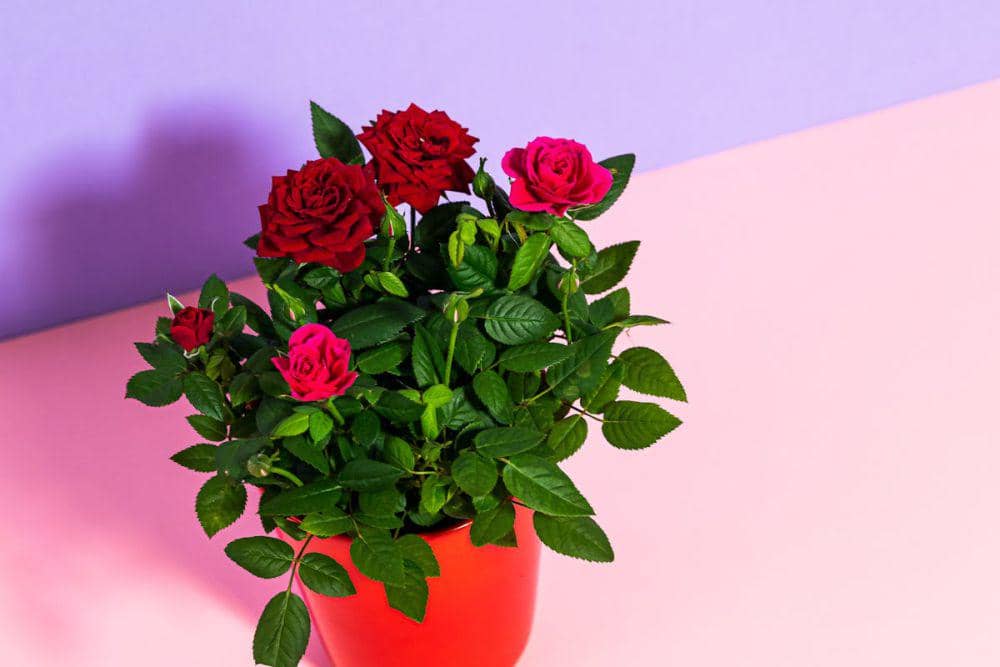 Memahami Contoh Bunga Sempurna, Ciri-ciri dan Manfaatnya | IDN Times