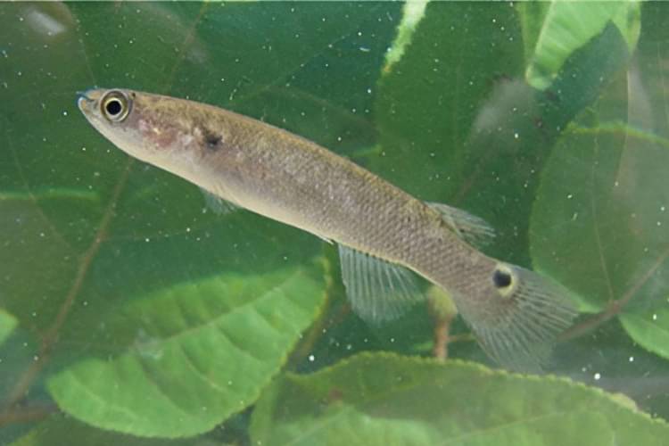 Daftar Satwa Penghuni Hutan Mangrove di Benoa Bali | IDN Times Bali