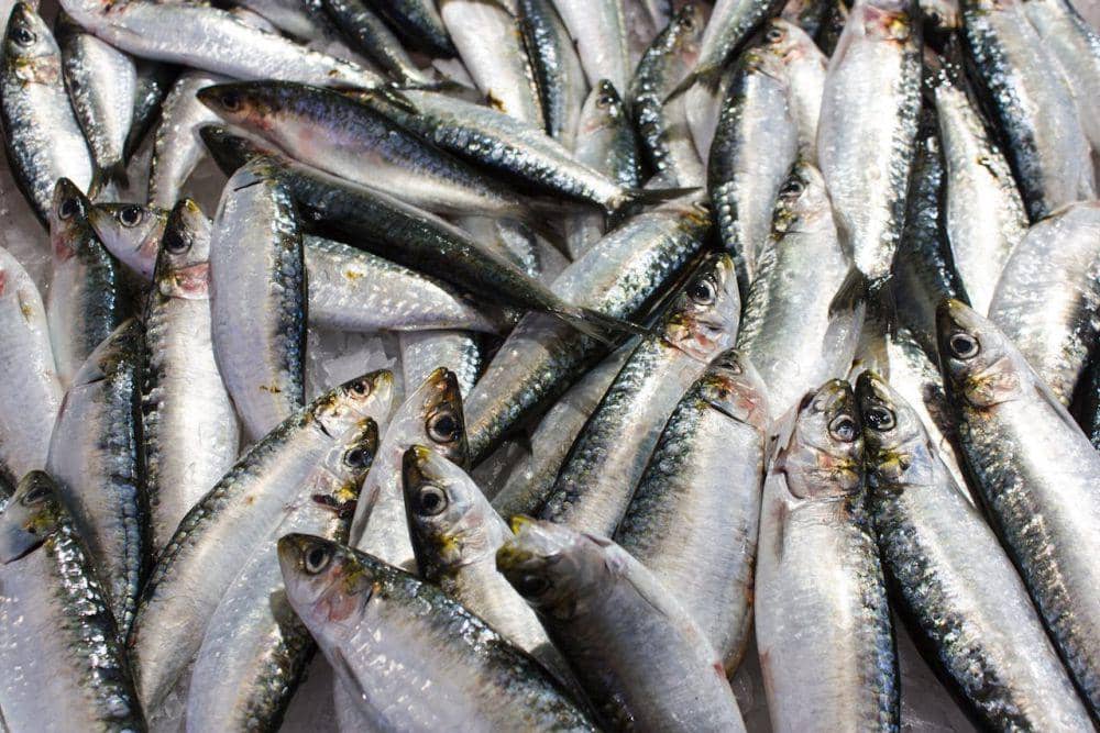 Resep Sarden Homemade yang Sehat dan Kaya akan Nutrisi | IDN Times