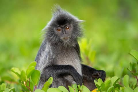 5 Spesies Lutung yang Terancam punah, Populasinya Kian Meros | IDN Times