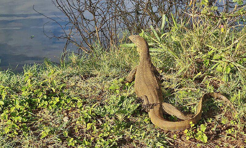 6 Fakta Biawak Sungai Nil, Predator Puncak dengan Gigitan Ku | IDN Times