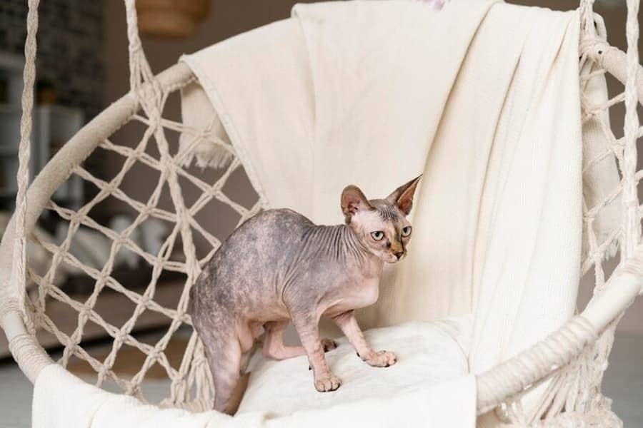 FLUTD Kucing: Penyebab, Gejala, hingga Pengobatan | IDN Times