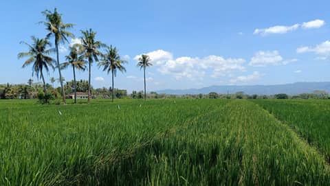 16,9 Hektare Lahan Pertanian Bandar Lampung Hilang 2024 | IDN Times Lampung