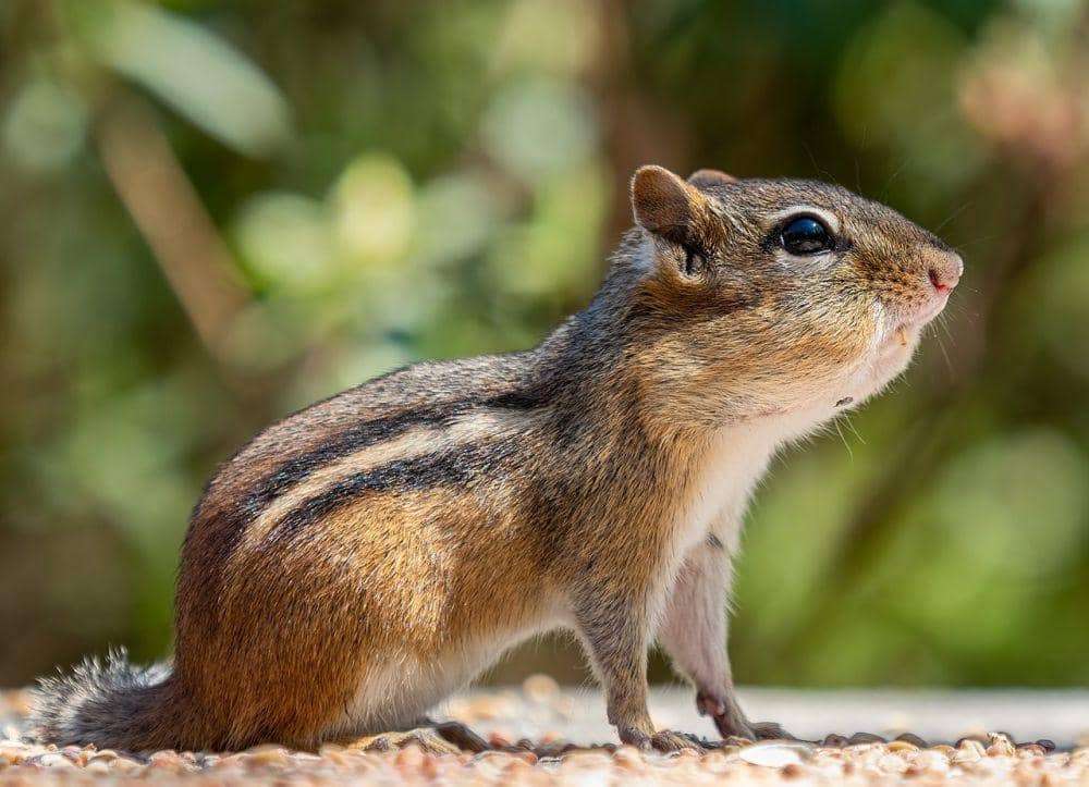 5 Fakta Chipmunk Timur, Dapat Berlari hingga 21 Mil per Jam | IDN Times