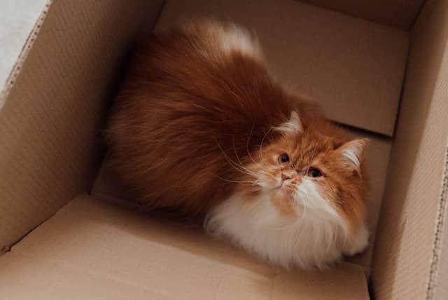 Berapa Bulan Kucing Hamil? Ini Perkiraan Jumlah Harinya | IDN Times