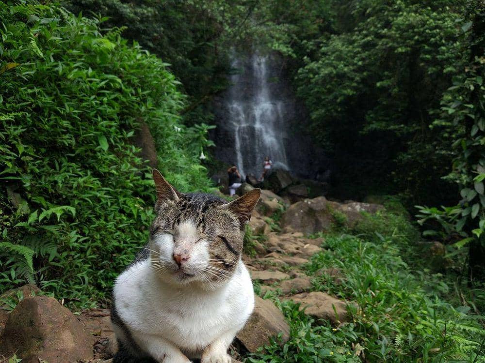Curug Cilember Bogor: Lokasi, Harga Tiket, dan Wahana Wisata | IDN Times