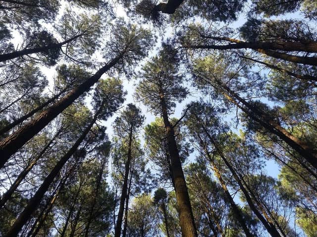 7 Wisata Hutan Pinus Paling Hits di Jatim | IDN Times Jatim