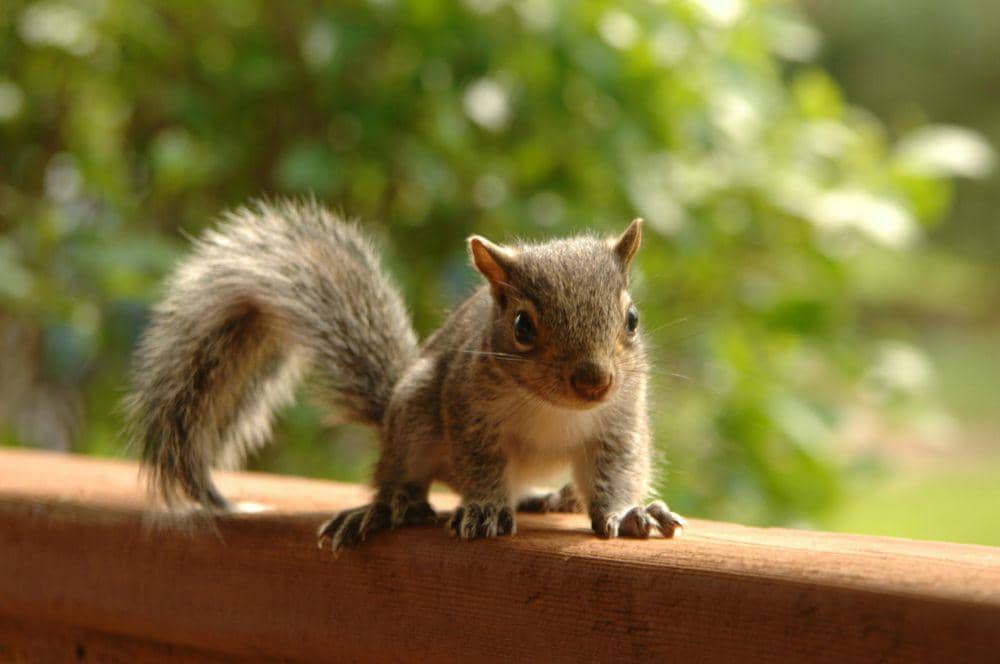 4 Hewan dengan Pola Hibernasi yang Rumit di Habitatnya | IDN Times