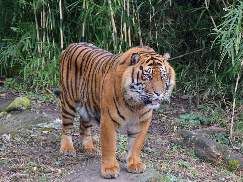 4 Perbedaan Macan dan Harimau dari Motif sampai Habitat | IDN Times