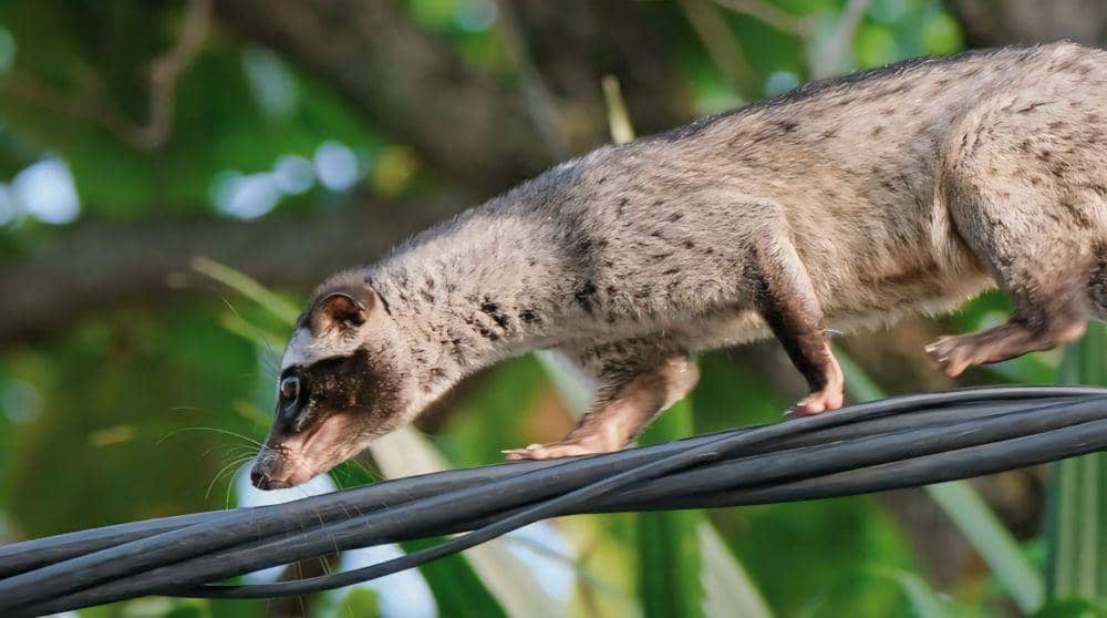 Perbedaan Musang dan Luwak, Jangan Sampai Tertukar | IDN Times