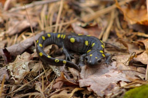 5 Fakta Unik Salamander Tutul, Jarang Terlihat di Permukaan | IDN Times