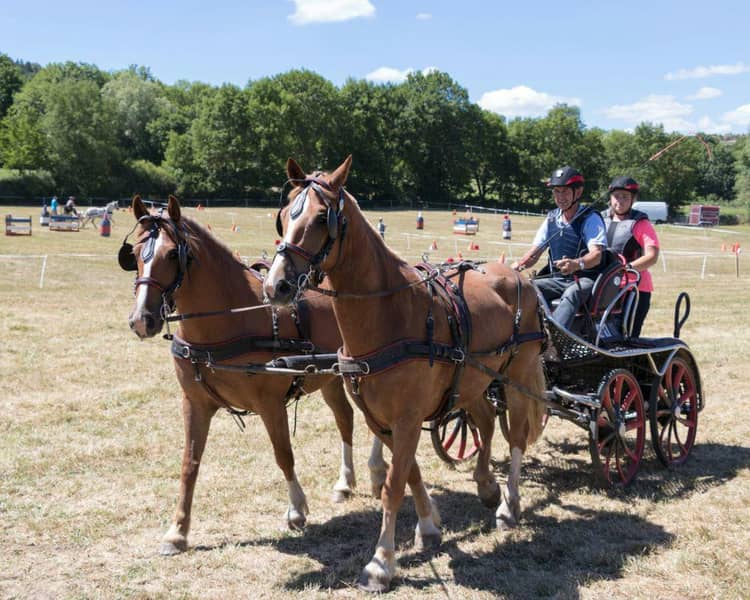 7 Alasan Kuda Memakai Kacamata, Benarkah Demi Keselamatan? | IDN Times