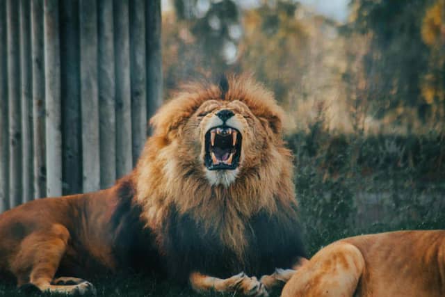 5 Fakta Mengenai Singa yang Jarang Diketahui | IDN Times