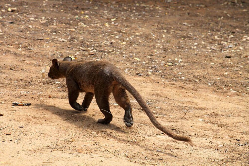 6 Fakta Unik Fossa, Hewan Endemik Predator Puncak di Pulau M | IDN Times