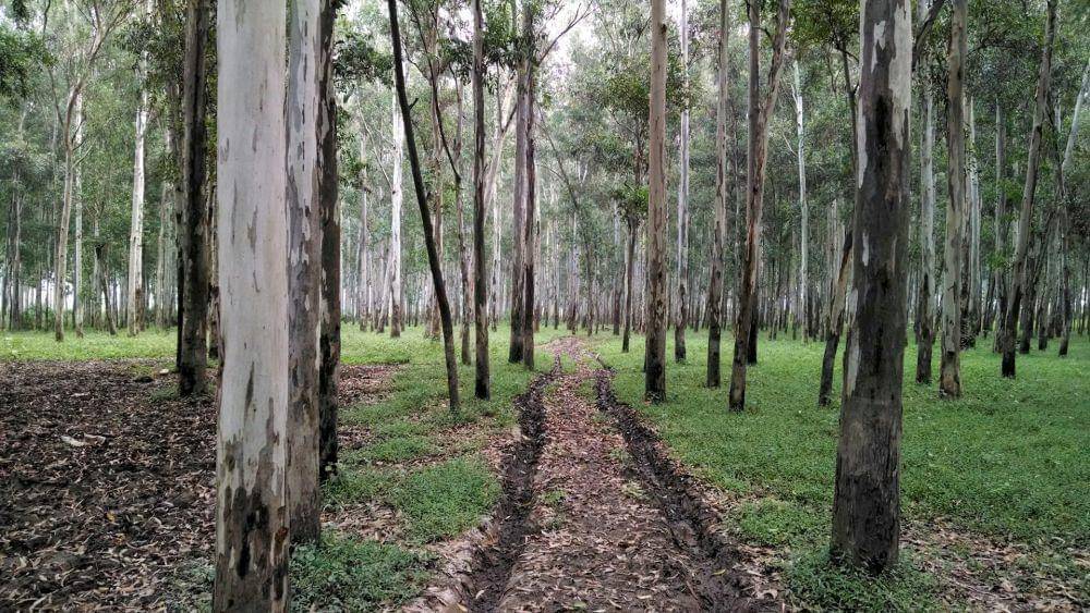 8 Fakta Menarik Pohon Eucalyptus, Tanaman Australia Favorit | IDN Times