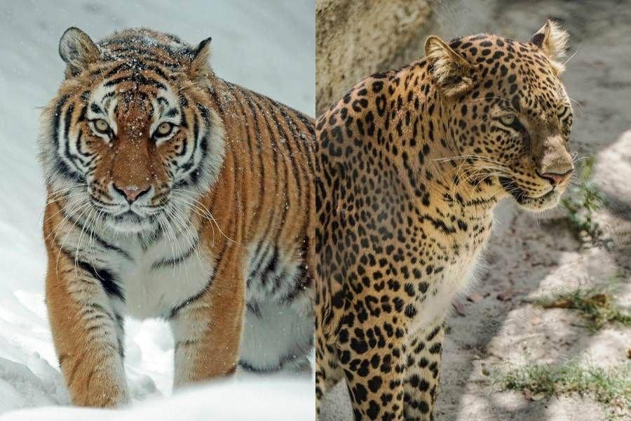 [QUIZ] Tebak Perbedaan Harimau dan Macan, Kudu Cermat! | IDN Times