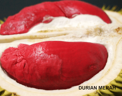10 Jenis Durian Enak Paling Populer | IDN Times