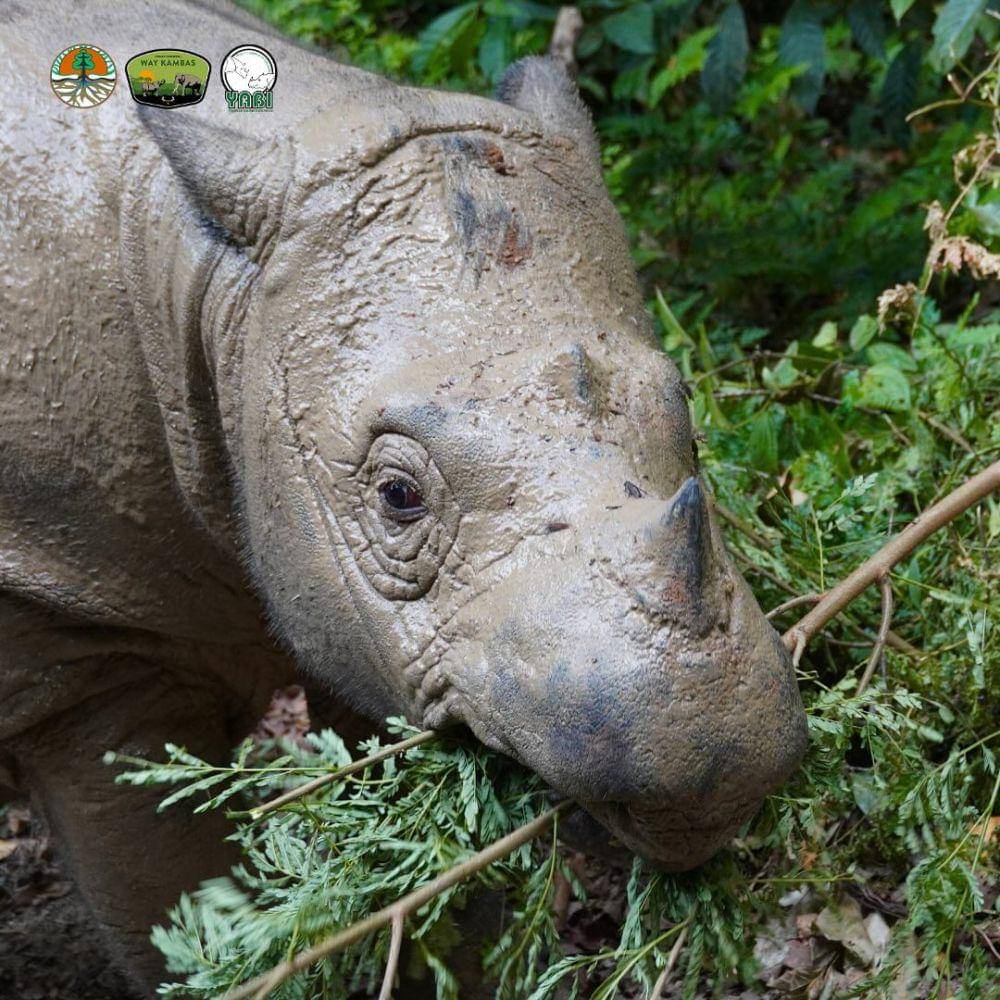 3 Fakta Badak Sumatera, Spesies Langka Bercula Dua | IDN Times Sumut