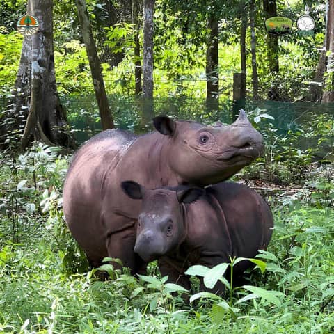 3 Fakta Badak Sumatera, Spesies Langka Bercula Dua | IDN Times Sumut