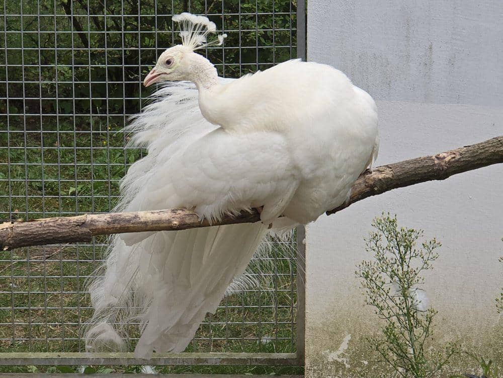 6 Fakta Unik Merak Putih, Bukan Albino! | IDN Times