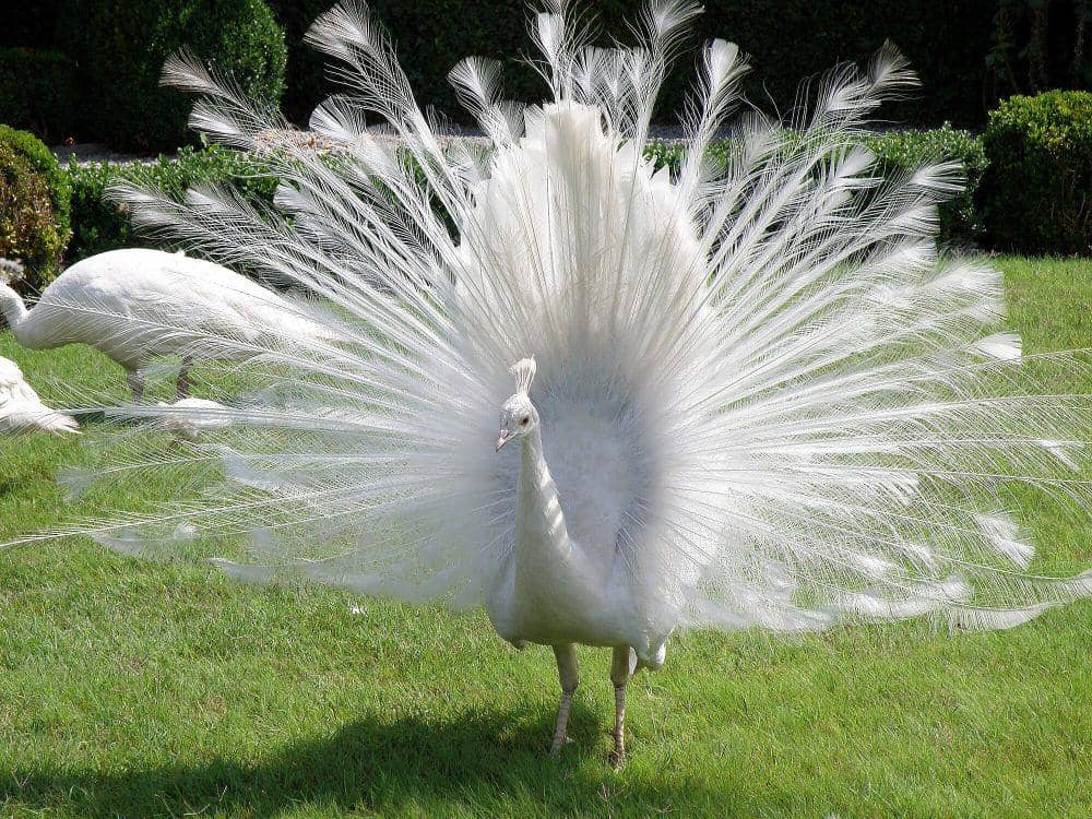 6 Fakta Unik Merak Putih, Bukan Albino! | IDN Times