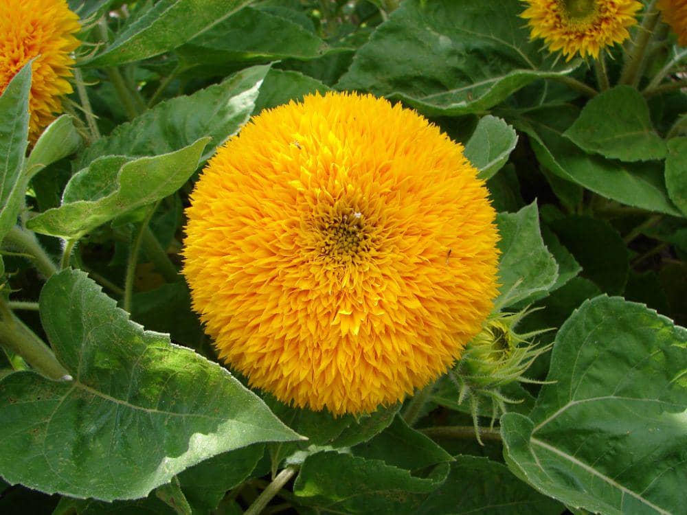 8 Jenis Bunga Matahari yang Bisa Ditanam di Kebunmu | IDN Times