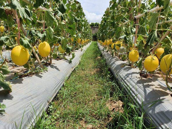 Kuningan dan Indramayu Berebut Jadi Sentra Melon | IDN Times Jabar