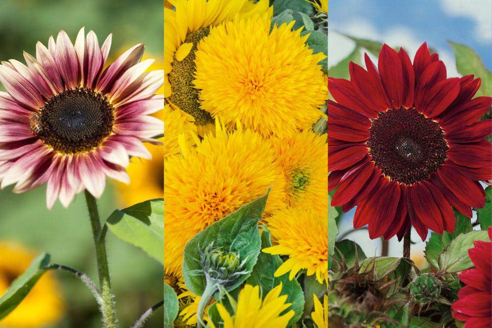 8 Jenis Bunga Matahari yang Bisa Ditanam di Kebunmu | IDN Times