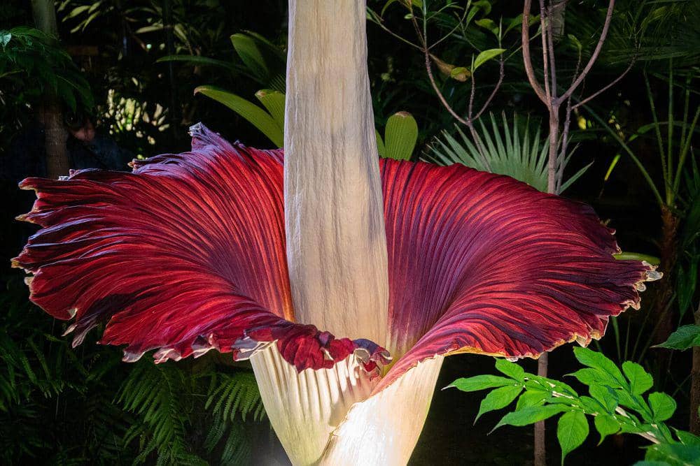 5 Fakta Menarik Bunga Bangkai Raksasa, Flora Endemik Sumater | IDN Times