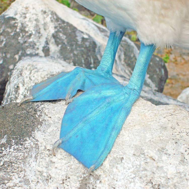 5 Fakta Menarik Burung Booby Kaki Biru, Spesies Ikonik dari | IDN Times