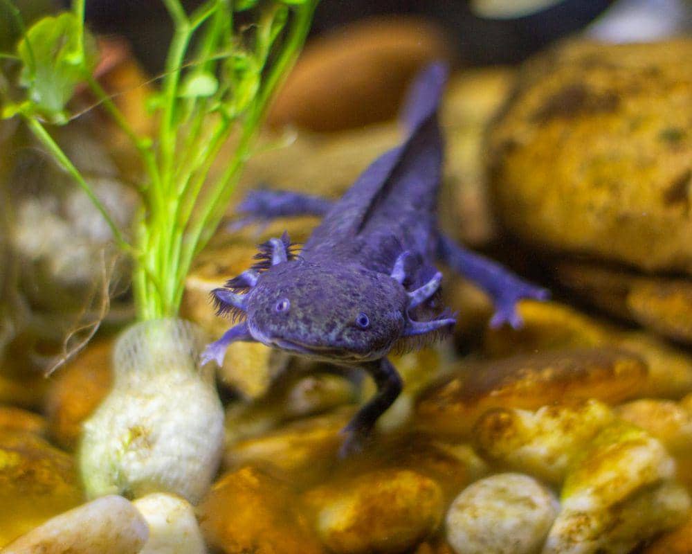 7 Fakta Menarik Axolotl, Hewan Lucu yang Terancam Punah | IDN Times