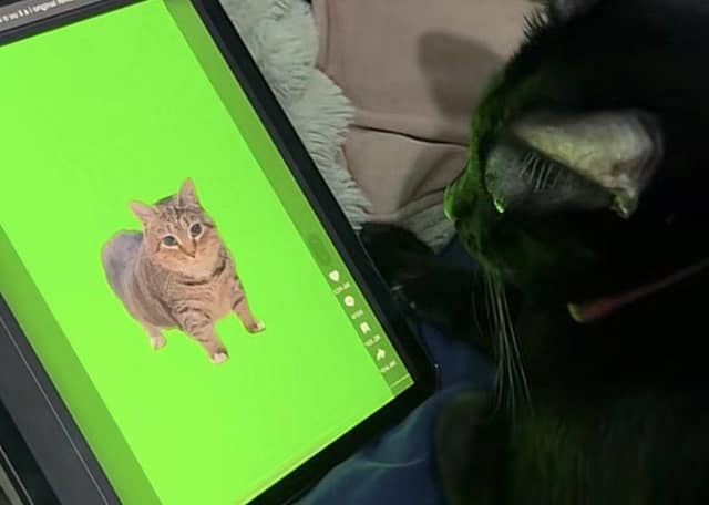 19 Fakta Ethel, Si Gemas di Balik Meme OIIA dan Kucing Akmal | IDN Times