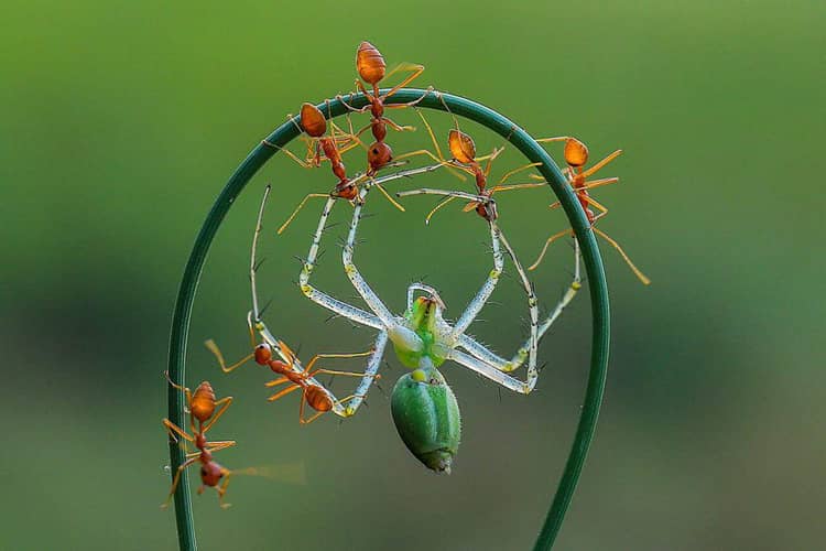 5 Fakta Menarik Semut Rangrang, Semut Gigitan Menyakitkan | IDN Times