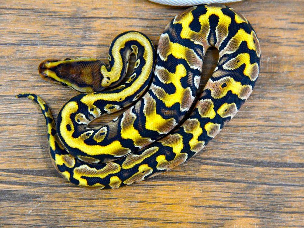 5 Fakta Ball Python, Ular Jinak yang Mudah Dipelihara | IDN Times