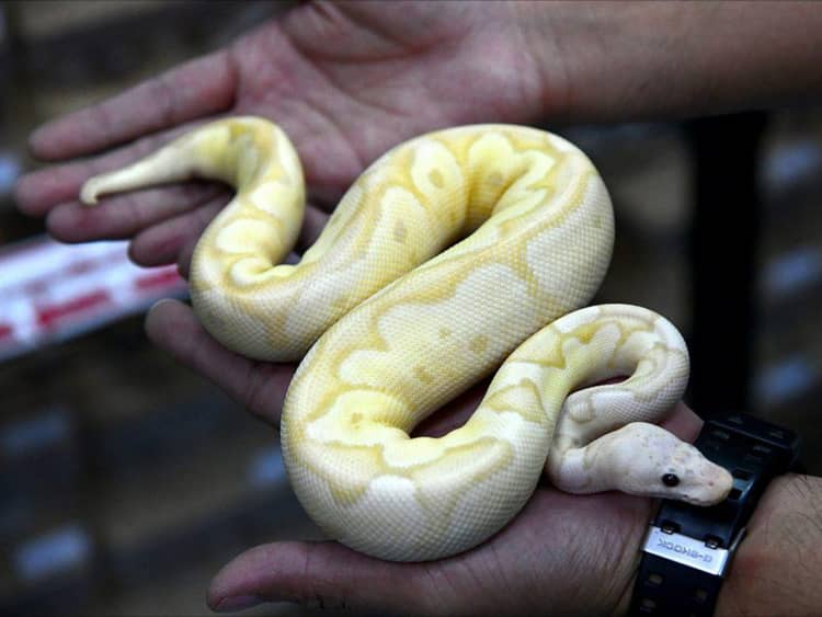 5 Fakta Ball Python, Ular Jinak yang Mudah Dipelihara | IDN Times