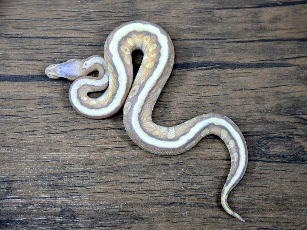 5 Fakta Ball Python, Ular Jinak yang Mudah Dipelihara | IDN Times