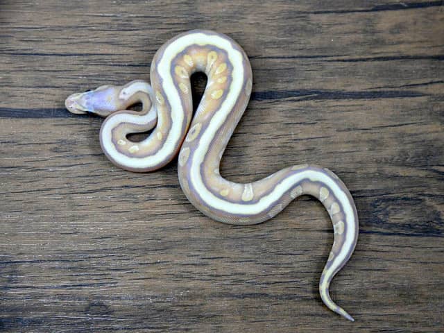 5 Fakta Ball Python, Ular Jinak yang Mudah Dipelihara | IDN Times