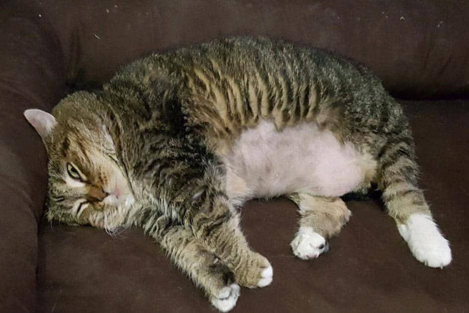 19 Fakta Ethel, Si Gemas di Balik Meme OIIA dan Kucing Akmal | IDN Times