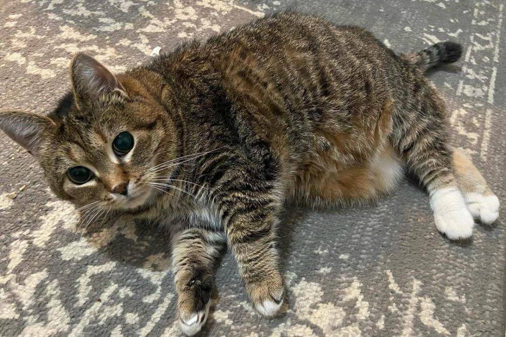 19 Fakta Ethel, Si Gemas di Balik Meme OIIA dan Kucing Akmal | IDN Times