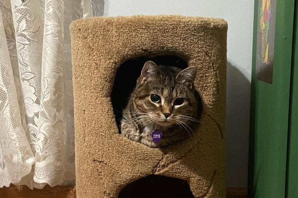 19 Fakta Ethel, Si Gemas di Balik Meme OIIA dan Kucing Akmal | IDN Times