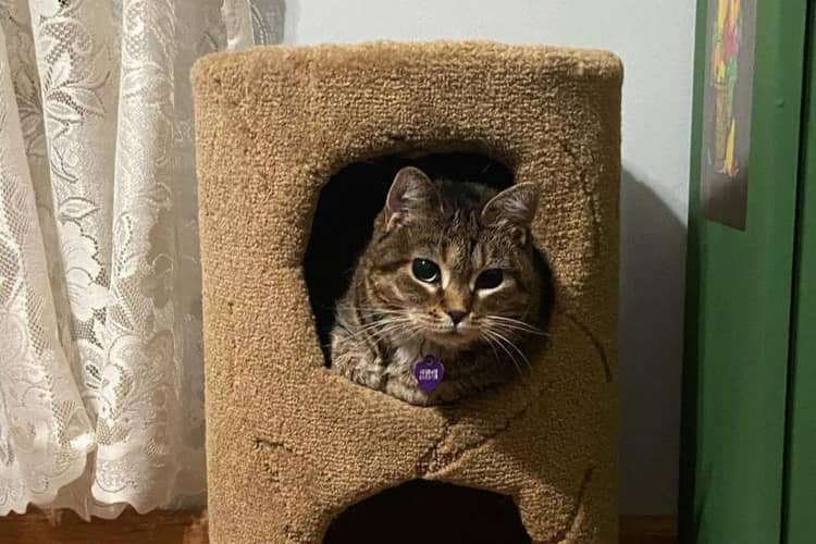 19 Fakta Ethel, Si Gemas di Balik Meme OIIA dan Kucing Akmal | IDN Times