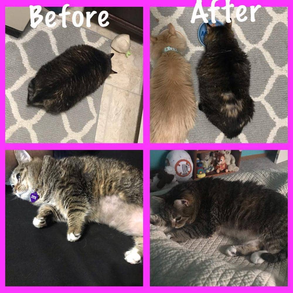 19 Fakta Ethel, Si Gemas di Balik Meme OIIA dan Kucing Akmal | IDN Times