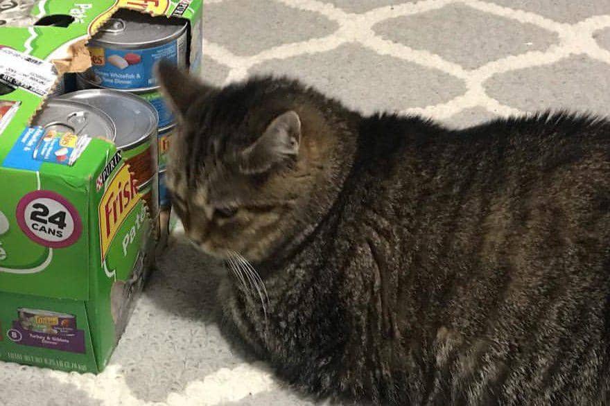 19 Fakta Ethel, Si Gemas di Balik Meme OIIA dan Kucing Akmal | IDN Times