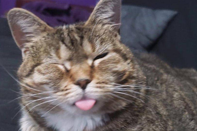 19 Fakta Ethel, Si Gemas di Balik Meme OIIA dan Kucing Akmal | IDN Times
