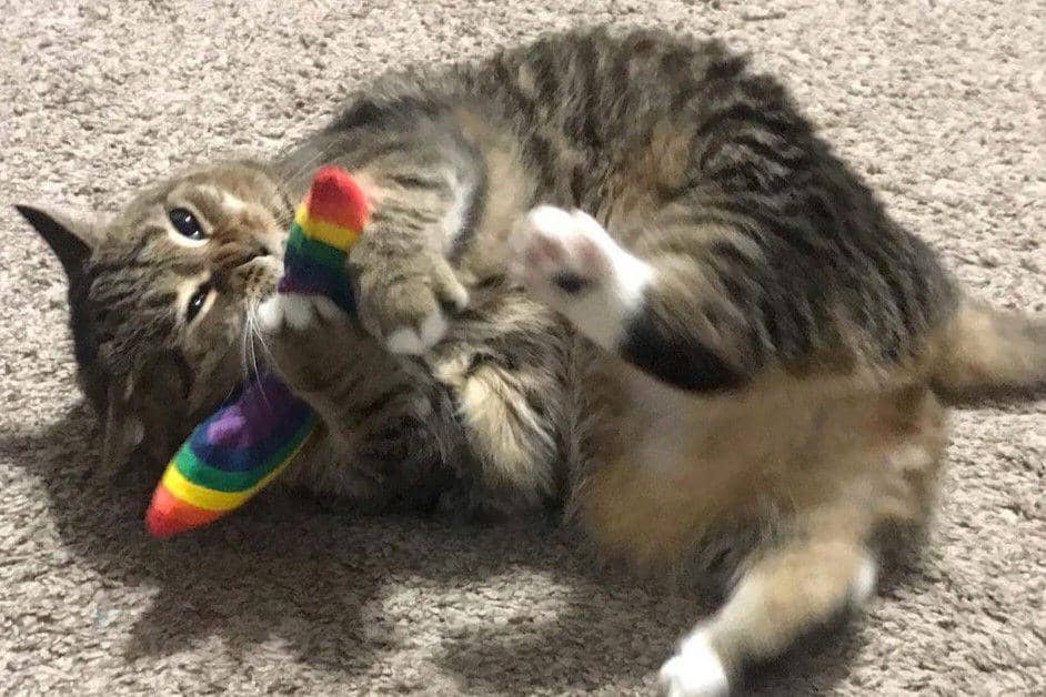 19 Fakta Ethel, Si Gemas di Balik Meme OIIA dan Kucing Akmal | IDN Times