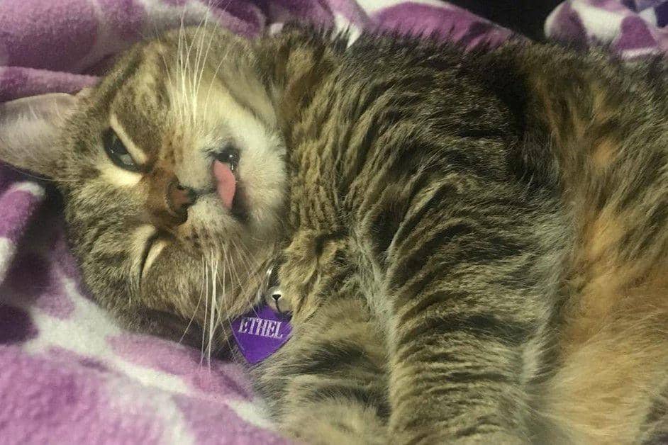 19 Fakta Ethel, Si Gemas di Balik Meme OIIA dan Kucing Akmal | IDN Times
