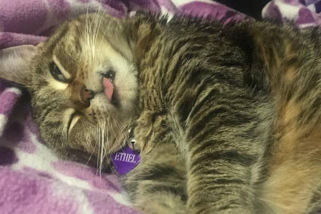 19 Fakta Ethel, Si Gemas di Balik Meme OIIA dan Kucing Akmal | IDN Times