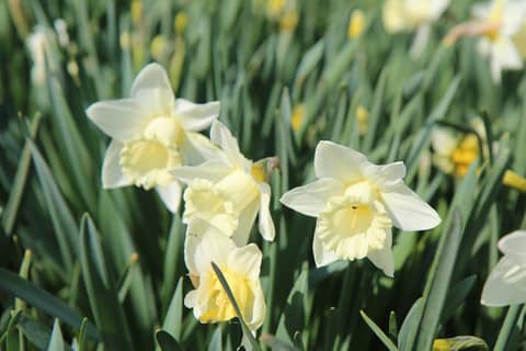 5 Fakta Daffodil, Tanaman Bunga yang Dikaitkan dengan Kisah | IDN Times