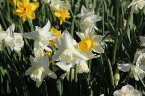 5 Fakta Daffodil, Tanaman Bunga yang Dikaitkan dengan Kisah | IDN Times